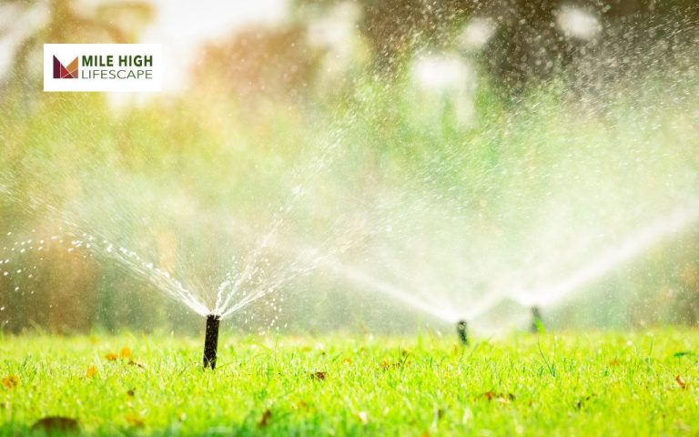 10+ DIY Lawn Care Tips for Beginners | Easy Detailed Guide