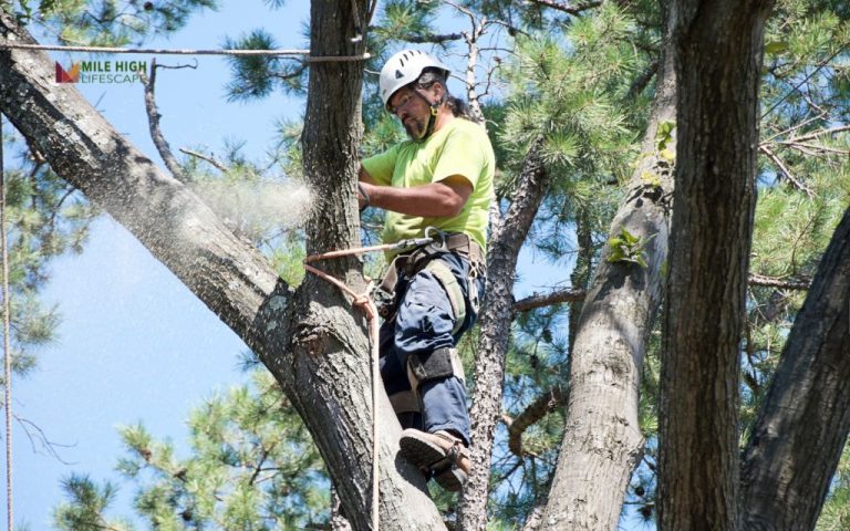 Best Denver Tree Branch Removal for Your Homes and Yards