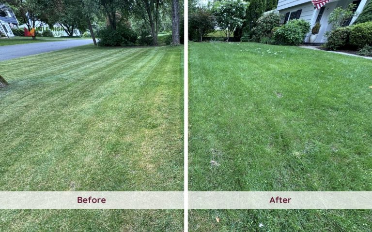My Lawn to Spot Turn Brown Red: 5+ Common Causes & How to Fix