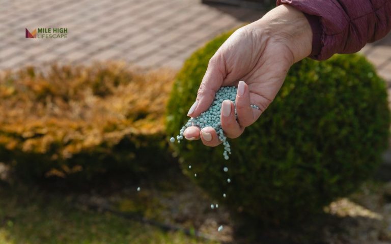 Best Fall Lawn Fertilizer That Preps Your Yard for Spring