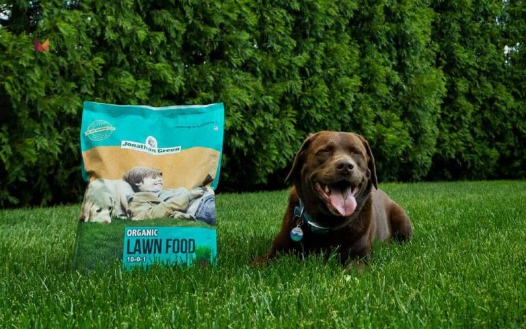 10+ Pet Safe Lawn Fertilizers to Protect Your Furry Friends