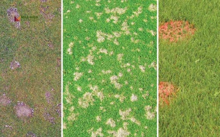 My Lawn to Spot Turn Brown Red: 5+ Common Causes & How to Fix