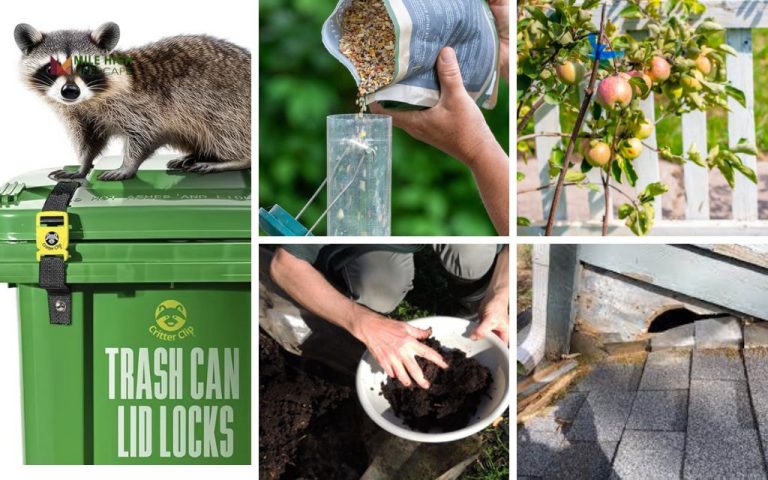 How to Keep Raccoons Out of Your Yard for Good? 10 Top Tips